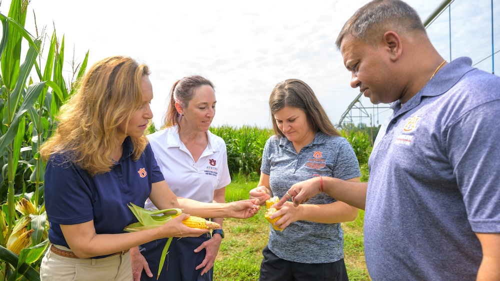 Auburn University agriculturalists shaping the future of farming in ...