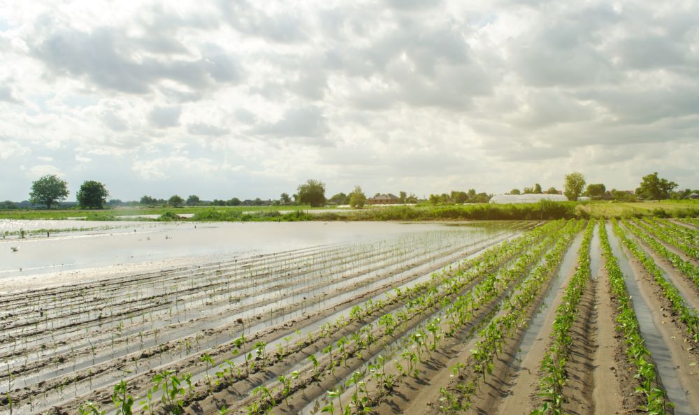 USDA to Provide More Than $3 Billion to Commodity and Specialty Crop ...