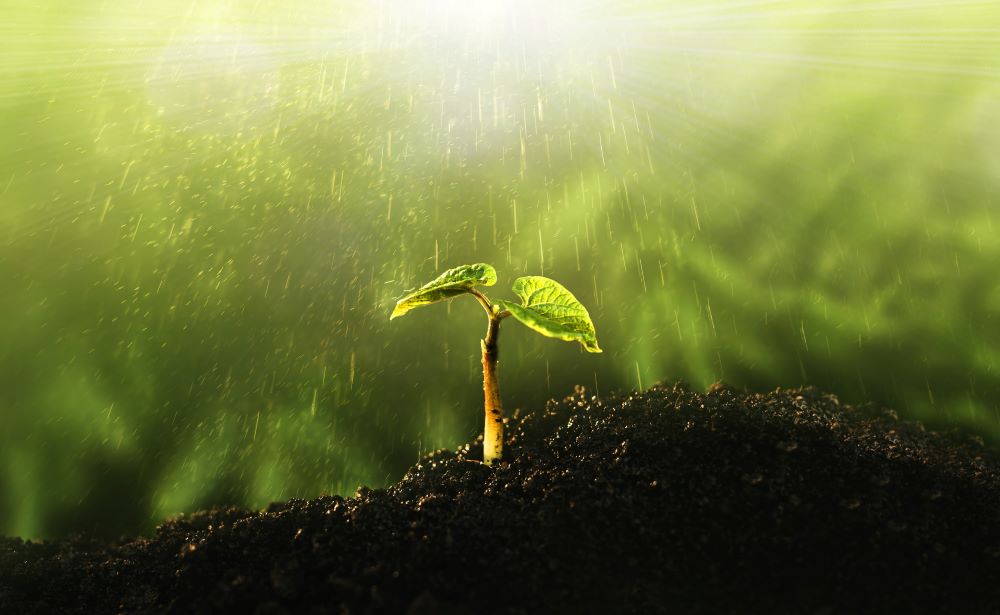 Tackling Biodiversity Loss: International Efforts and Progress ...