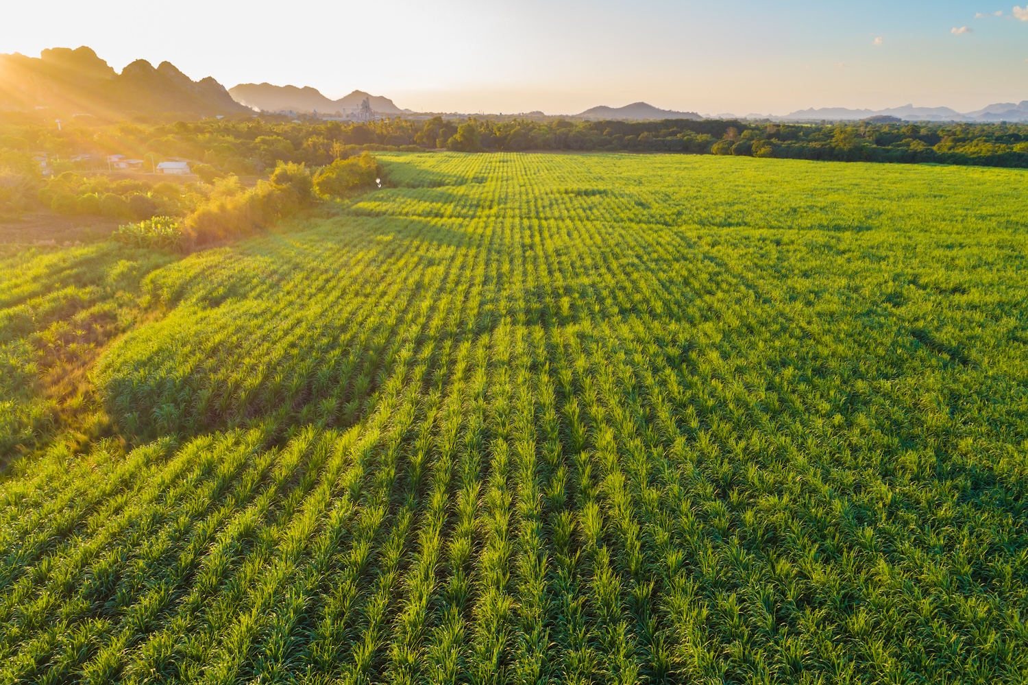 Choose where to plant energy crops wisely to minimise loss of ...