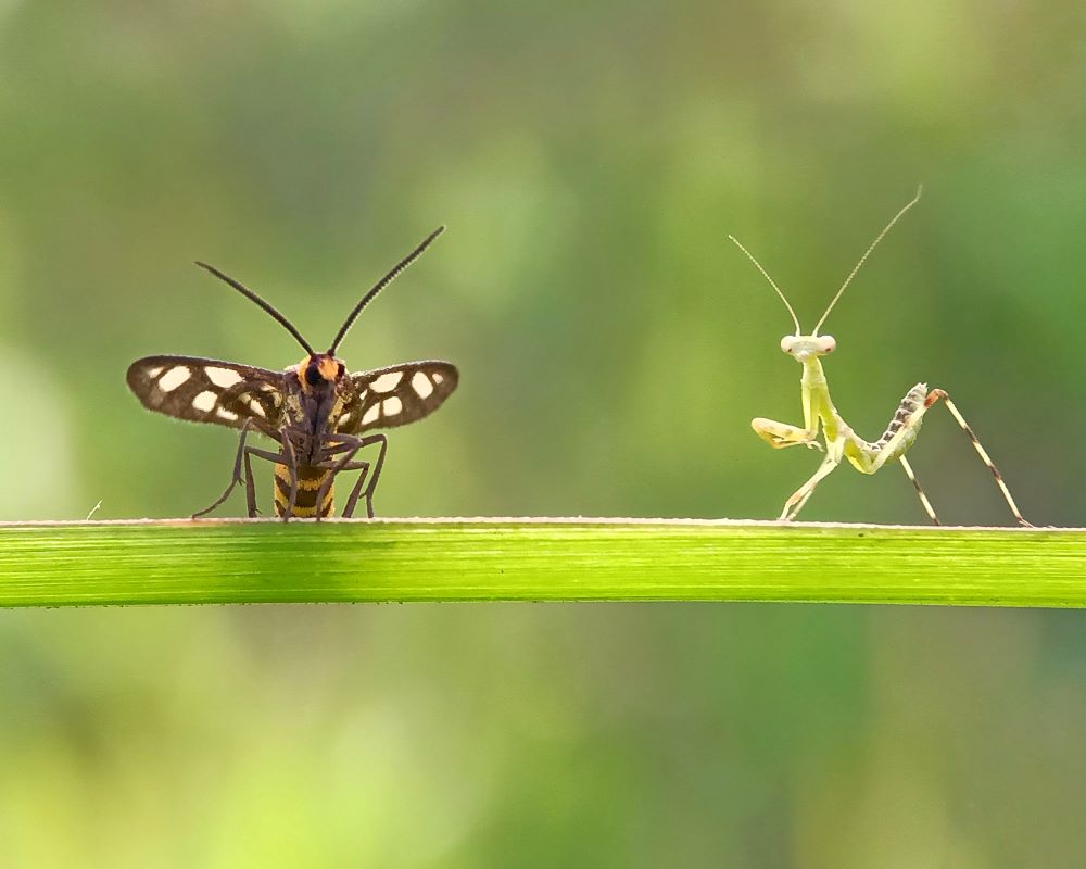 Climate change accelerates emergence of insects - Climate Global News
