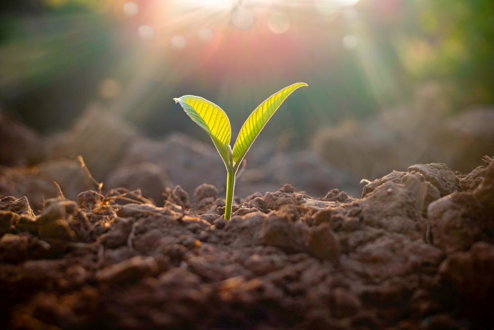 Zero Gravity Solutions Registers Proprietary Plant Priming Product in India - Climate Global News