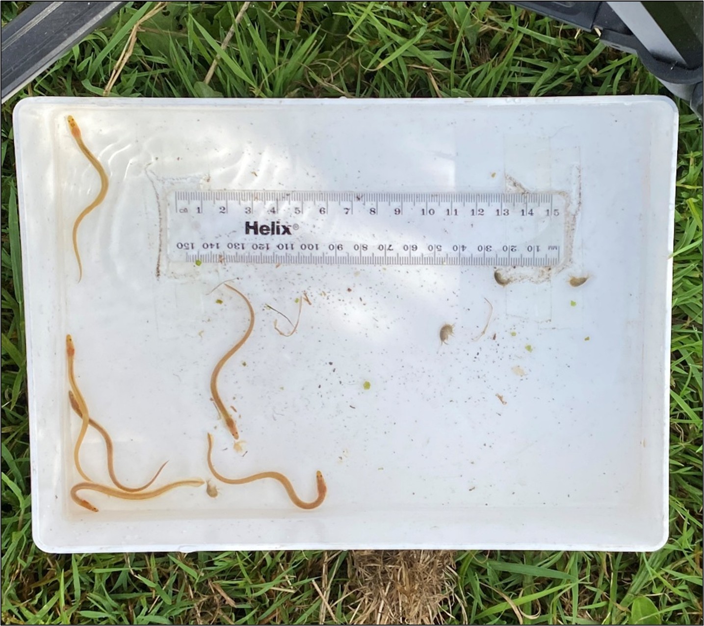 Innovative new eel pass designs offer hope for critically endangered ...